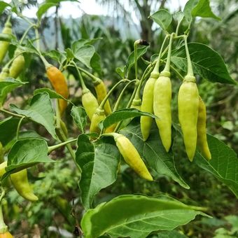 Teknik Budidaya Cabai Rawit yang Benar