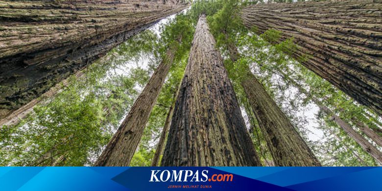 Berita Harian Hyperion Pohon Tertinggi Di Dunia Terbaru Hari Ini ...