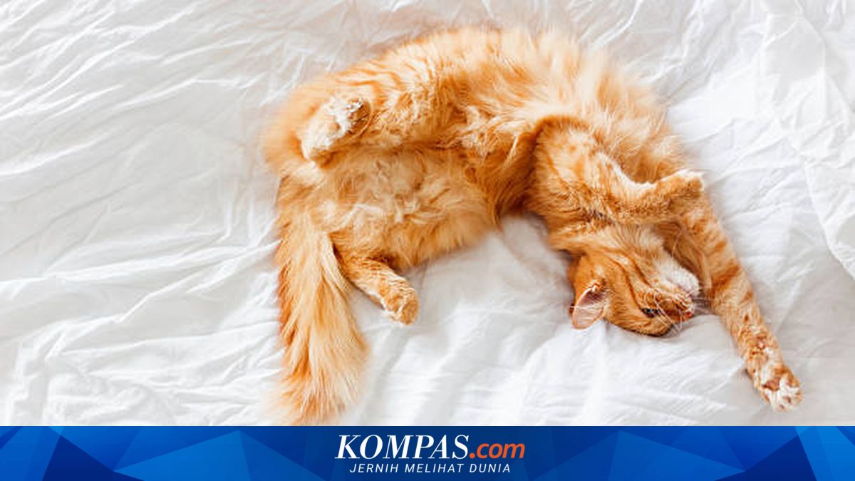 Mengapa Tubuh Kucing Bisa Sangat Lentur? Berikut Alasannya