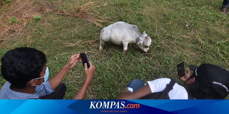 Melihat Rani, Sapi Terkecil dari Bangladesh, Tingginya Hanya 51 Sentimeter