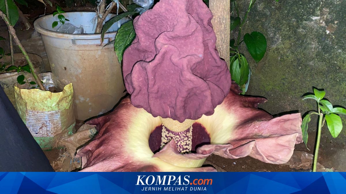 Tumbuhnya Bunga Bangkai Suweg di Jagakarsa, Bikin Warga Terpikat