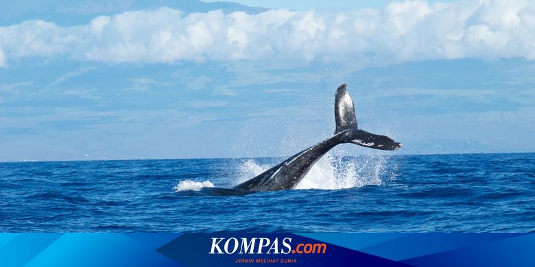Ilmuwan Temukan Spesies Baru Paus yang Terancam Punah