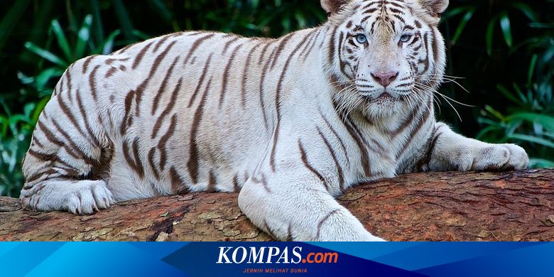 Fakta-fakta Harimau Putih, Harimau dengan Warna Bulu yang Unik ...