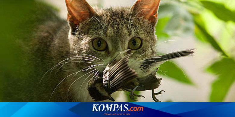 Kucing Domestik Buru 2.000 Spesies untuk Menu Makanannya