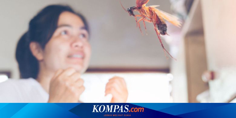[KURASI KOMPASIANA] Cara Sederhana Basmi Hama di Rumah