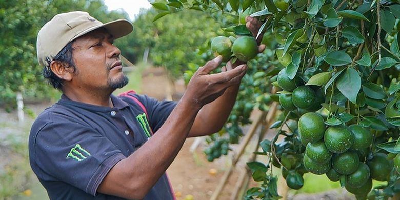 Lewat Klasterku Hidupku, BRI Dampingi Klaster Jeruk Semboro Terapkan ...