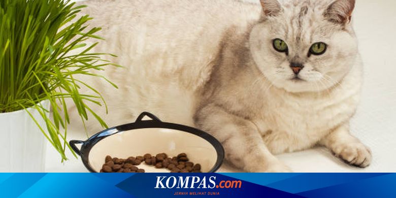 6 Alasan Kucing Malas Makan dan Cara Mengatasinya