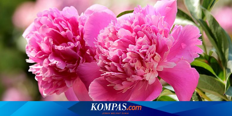 Makna Bunga Peony Menurut Feng Shui dan Cara Menggunakannya