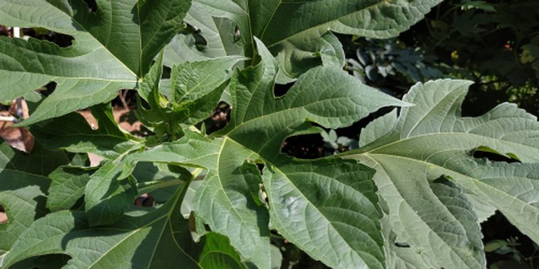 Cara Menanam Tanaman Yakon yang Bermanfaat untuk Kesehatan