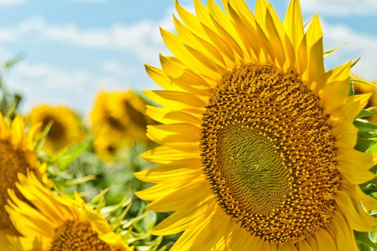 Berapa Lama Bunga Matahari Akan Tumbuh? Ini Kata Ahli Hortikultura