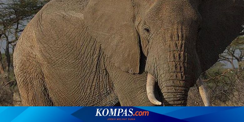 Spesies Gajah Baru Ditemukan, Kini Totalnya Ada 3 di Dunia