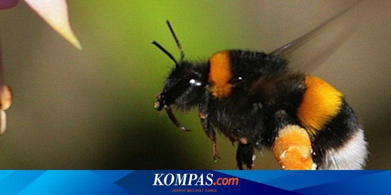 Perancis Larang Pembasmian Lebah Penyerbuk Pakai Pestisida