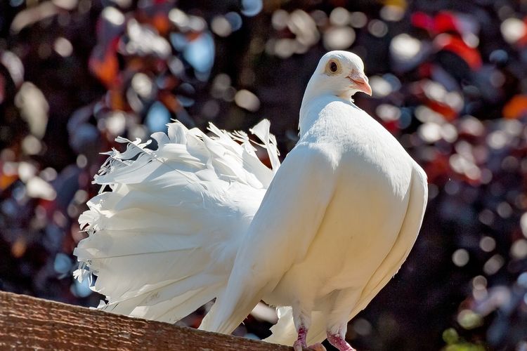 8 Fakta Menarik Burung Merpati, Veteran Perang dan Bisa Deteksi Kanker