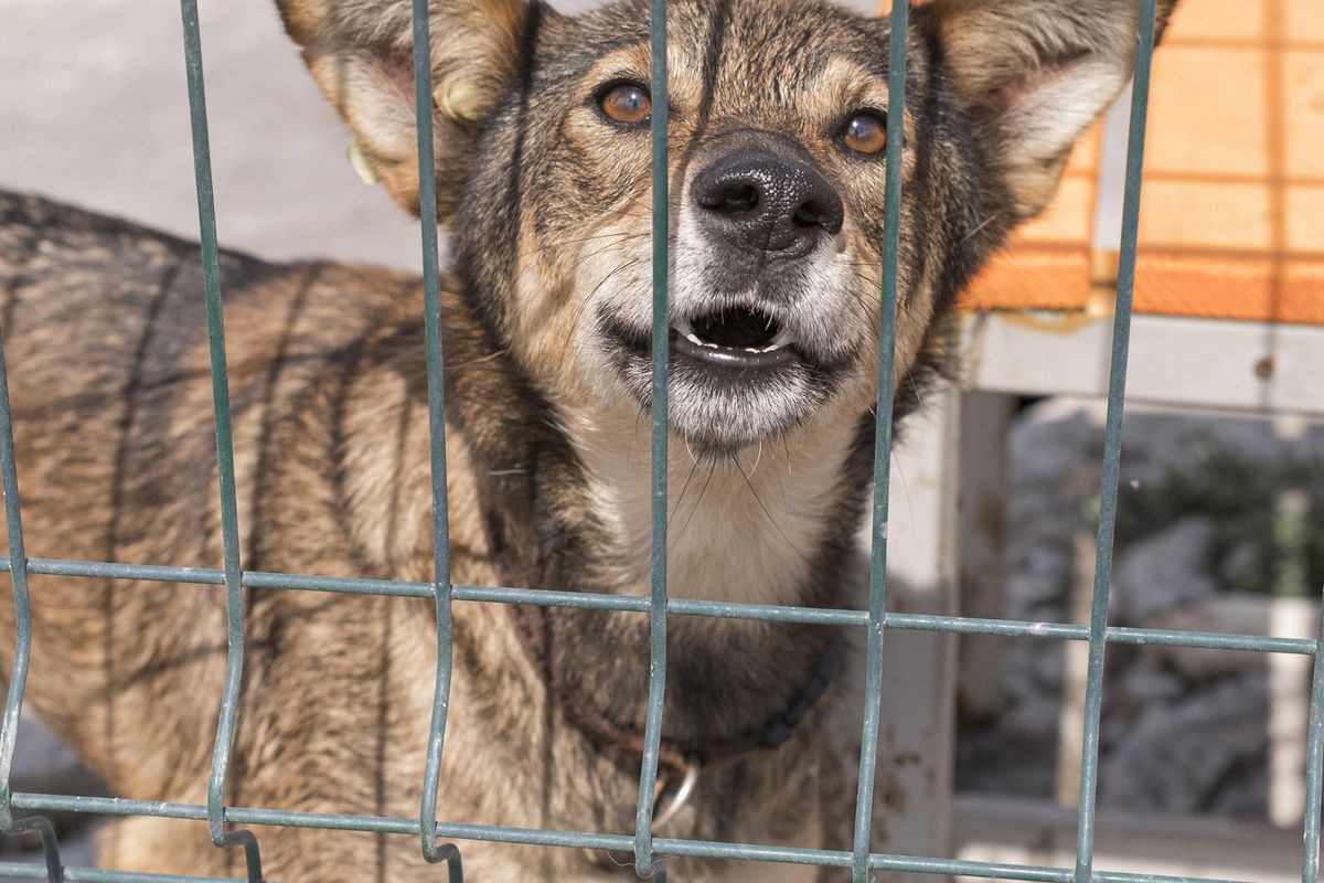 Catat, Begini Cara Mencegah Penularan Rabies Saat Berwisata
