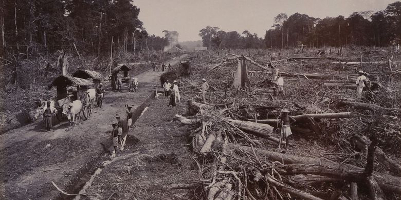 Deforestasi di Era Belanda hingga Pendudukan Jepang