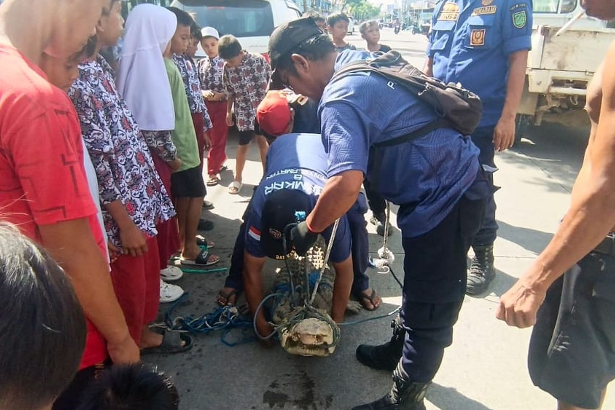 Buaya Masuk ke Area Pemukiman di Berau, Evakuasi Berlangsung Aman