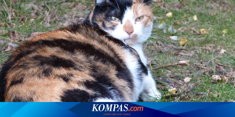 Ciri-ciri Kucing Hamil yang Bisa dengan Mudah Diperhatikan