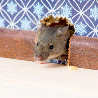 Jangan Dipegang Langsung, Ini Cara Aman Membersihkan Kotoran dan Urine ...