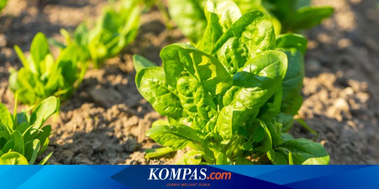 10 Tanaman Sayur yang Tumbuh Cepat, Bisa Hemat Pengeluaran
