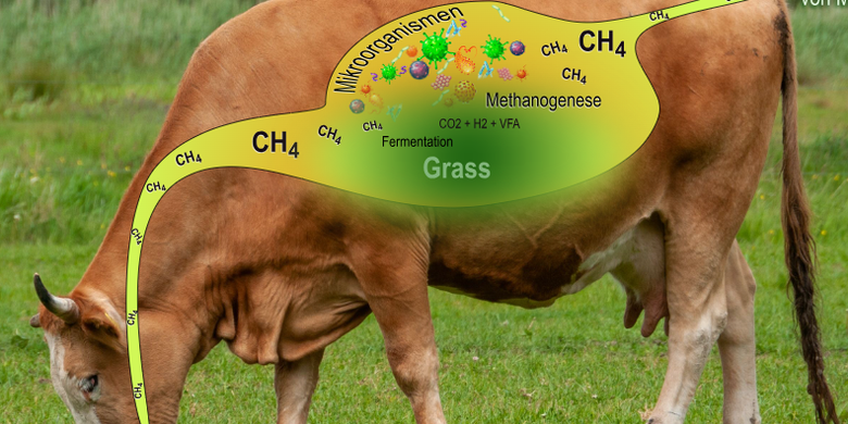 Karakteristik Bakteri Metanogen, Si Pembuat Gas Metana di Dalam Perut