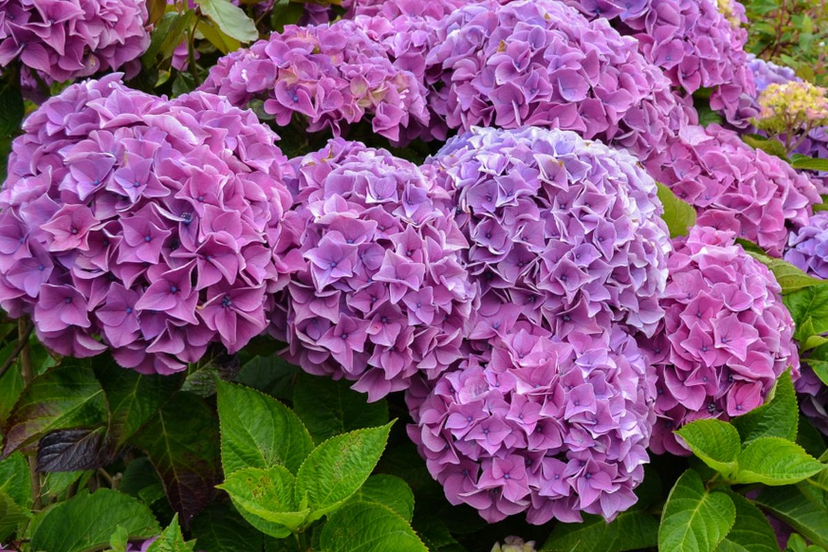 8 Tanaman Pendamping yang Dapat Membuat Bunga Hydrangea Tumbuh Subur