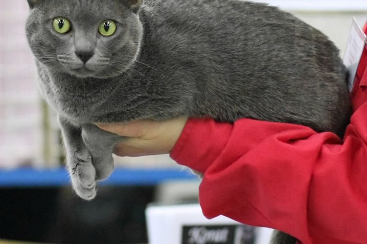 12 Fakta Menarik Kucing Korat, Dianggap Membawa Keberuntungan