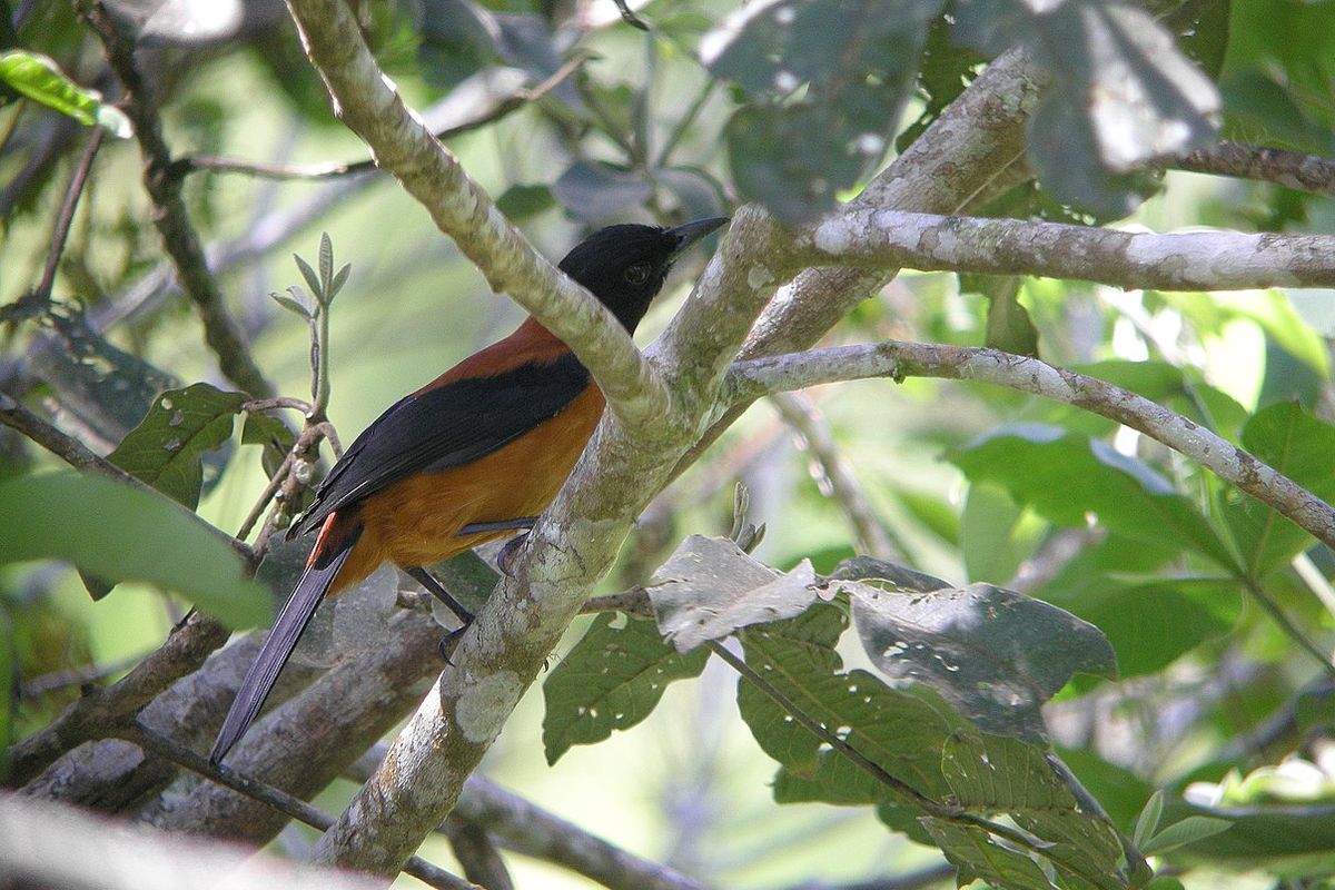 Mengenal Hooded Pitohui, Burung Pembawa Racun yang Lebih Mematikan dari ...