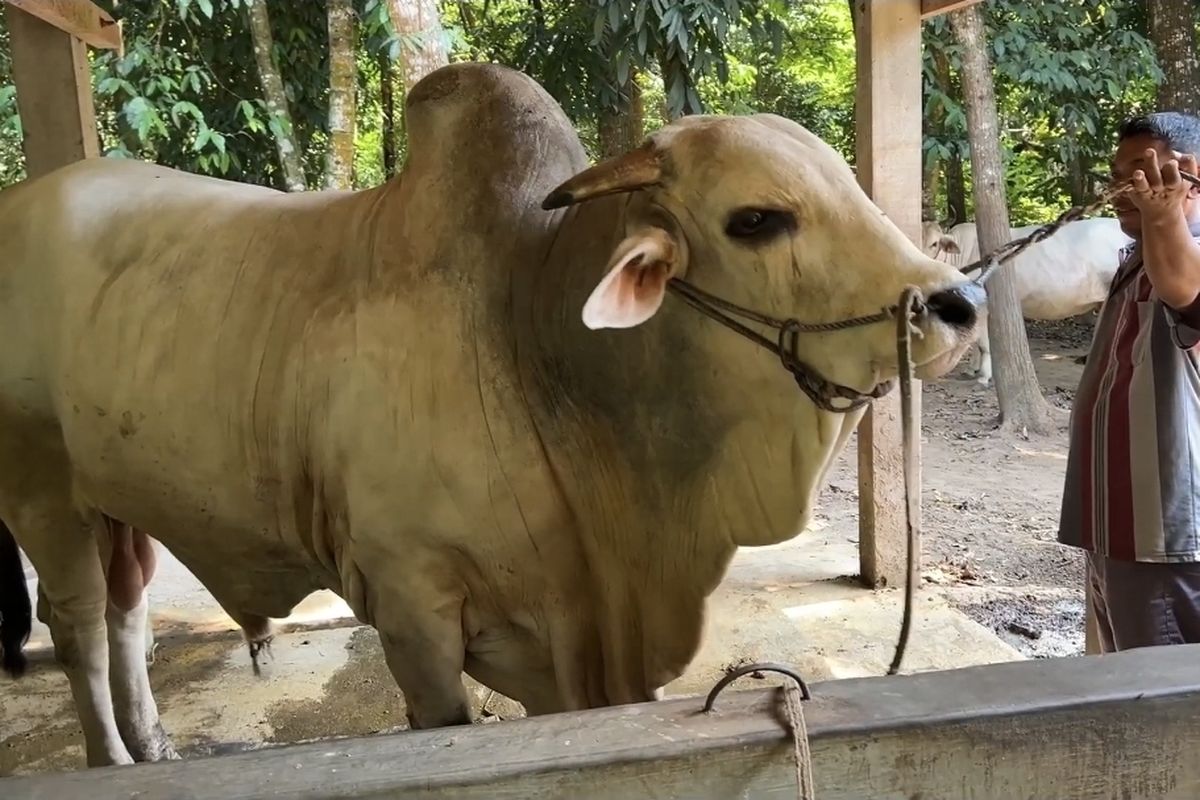 Berawal dari Coba-coba, Sapi Milik Yahono di Kebumen Terpilih Jadi ...