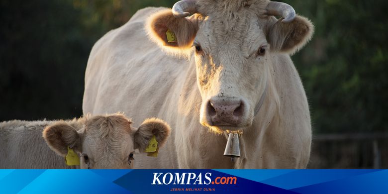 PMK Merebak Lagi di Sumenep, Ternak Sapi Lumpuh dan Mati