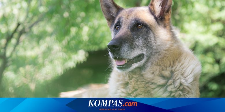 Bisa Bahaya, Ketahui Tanda-tanda Anjing Dehidrasi Halaman all - Kompas.com