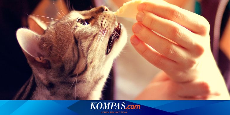 Bolehkah Kucing Makan Keju? Ini Penjelasannya