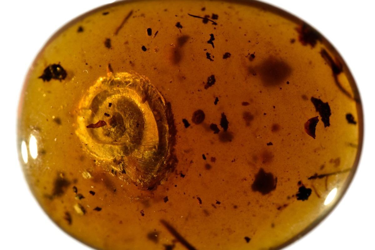 Siput Berbulu Ditemukan Terawetkan di Batu Ambar Berusia 99 Juta Tahun ...