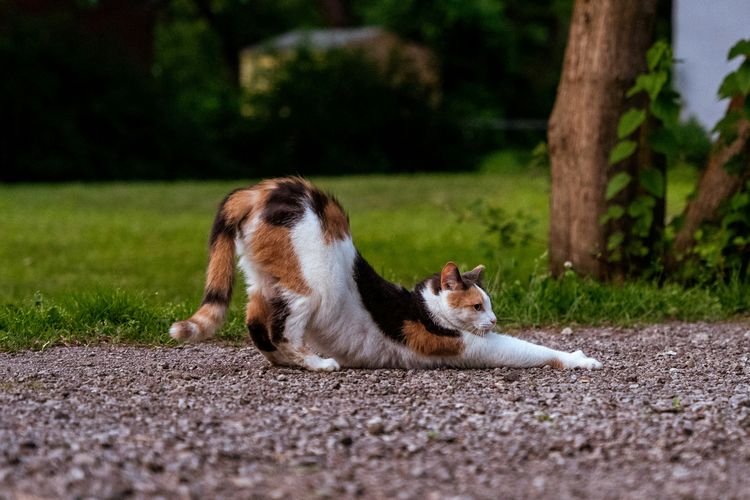 Foto : Ini Alasan Mengapa Kucing Suka Meregangkan Tubuhnya Foto : Ini Alasan Mengapa Kucing Suka Meregangkan Tubuhnya