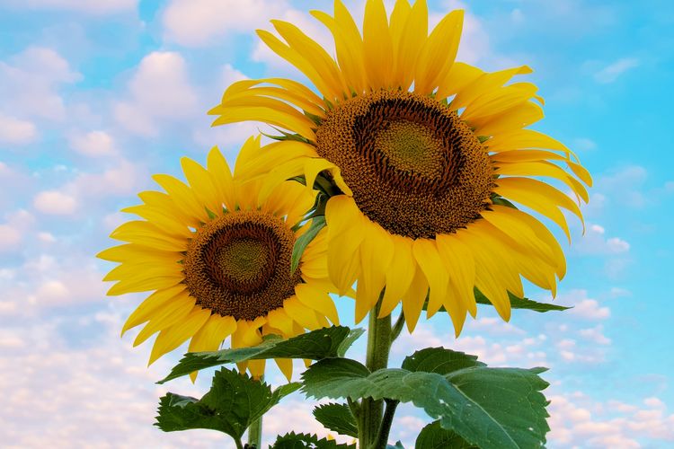 Berapa Lama Bunga Matahari Akan Tumbuh? Ini Kata Ahli Hortikultura