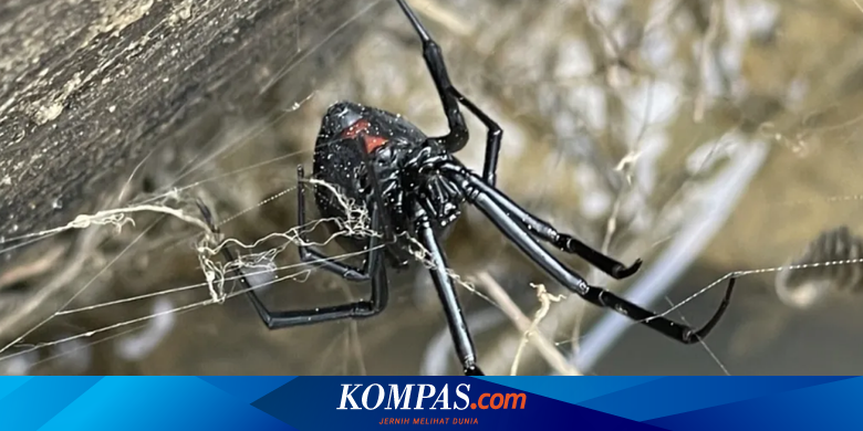 Seperti Apa Rasanya Gigitan Laba-laba Black Widow?