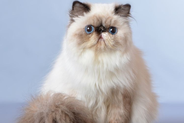 Perbedaan Kucing Anggora dan Persia, Mana yang Terbaik Dipelihara?