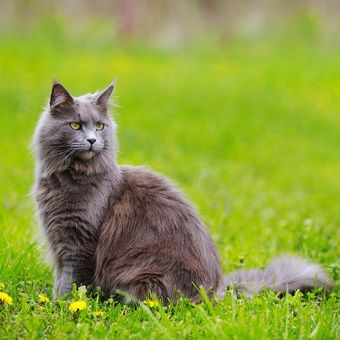 4 Ras Kucing Abu-abu Berbulu Panjang dan Tebal