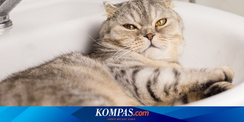 Cara Menghentikan Kucing Mendengkur Akibat Obesitas