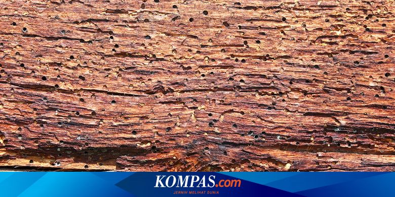 Mengenal Kumbang Bubuk Kayu yang Merusak Furnitur dan Cara Membasminya