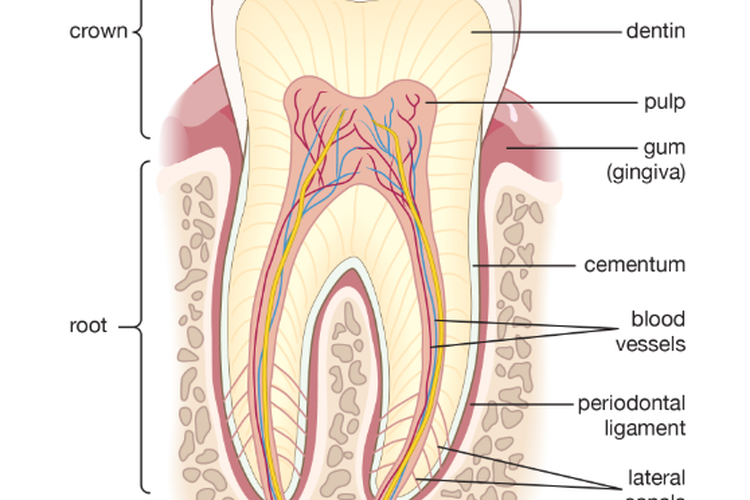 Gigi: Anatomi dan Jenisnya