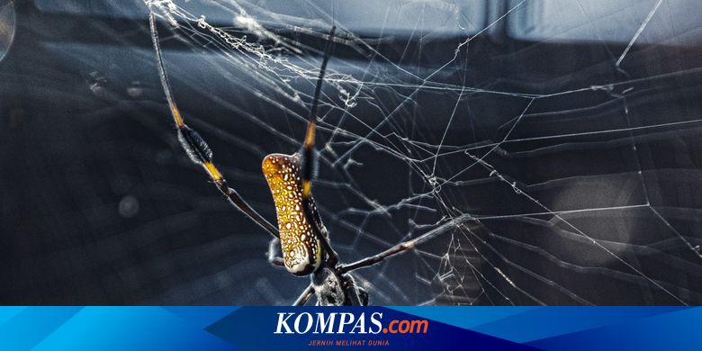 Tips Mengusir Laba-laba agar Tak Bersarang di Dalam Rumah
