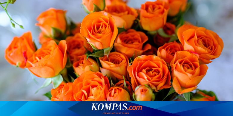 Feng Shui Sarankan Potong Duri Bunga Mawar di Dalam Ruangan, Kenapa?