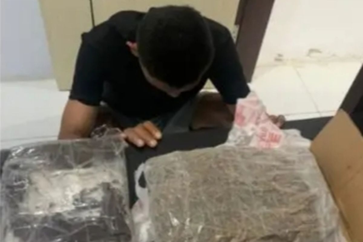 Jemput Paket Ganja di Agen Jasa Pengiriman, Mahasiswa Ternate Dibekuk Polisi