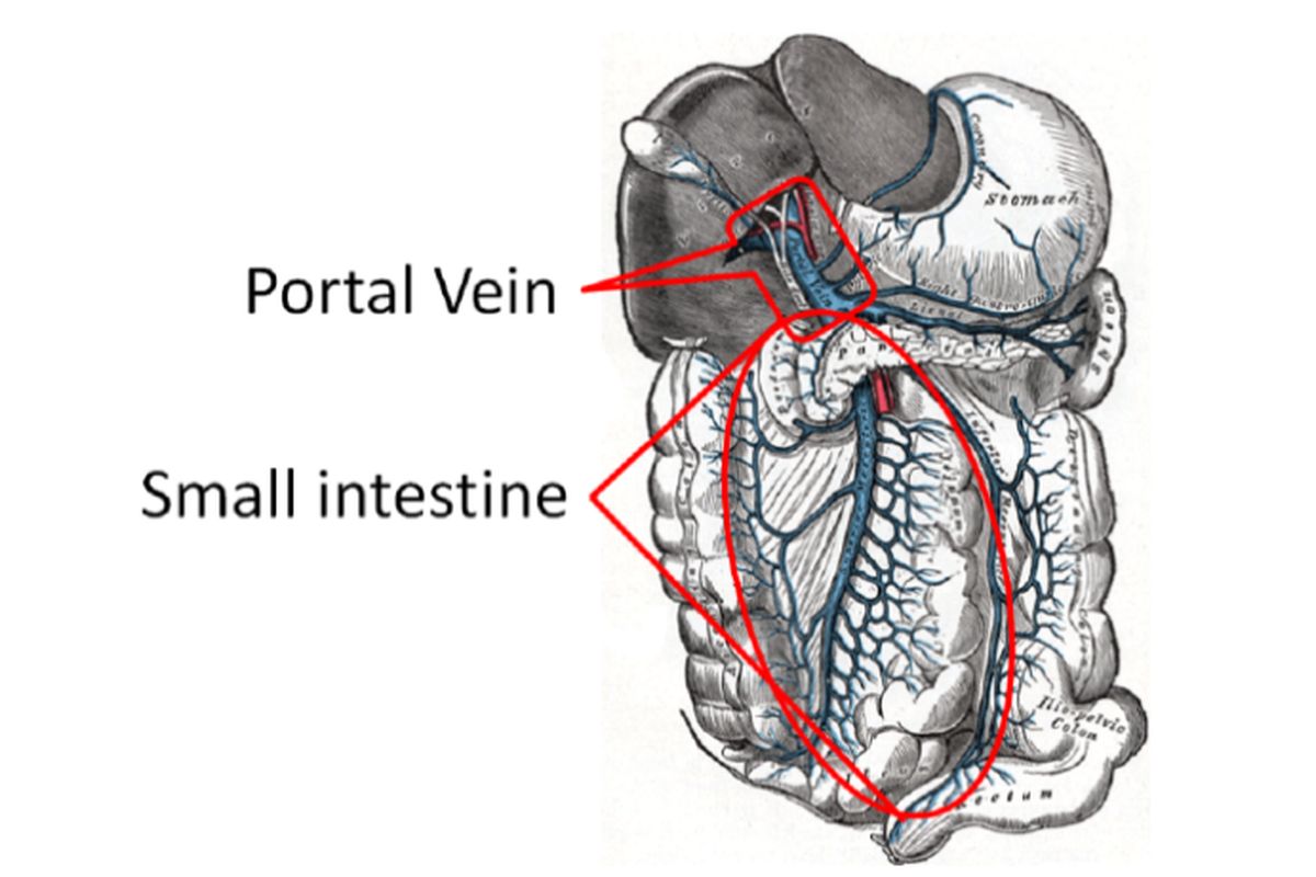 Vena Portal Hepatica, Pembuluh Darah yang Banyak Mengandung Glukosa