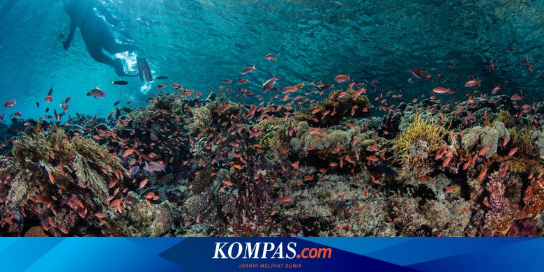 Hiu Tikus Diyakini Bisa Jadi Ikon Wisata Bahari di Alor NTT