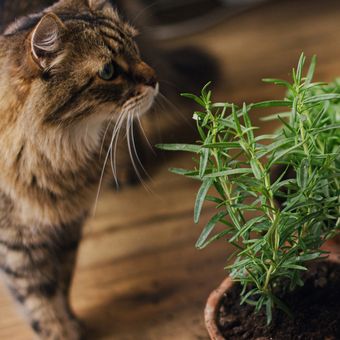 Apakah Tanaman Rosemary Aman untuk Kucing?