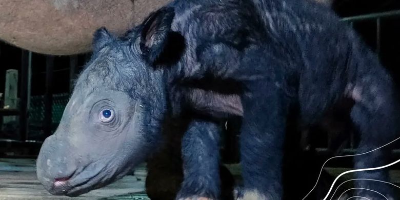 Bayi Badak Sumatera Lahir di Way Kambas, Kelahiran Kedua Tahun Ini