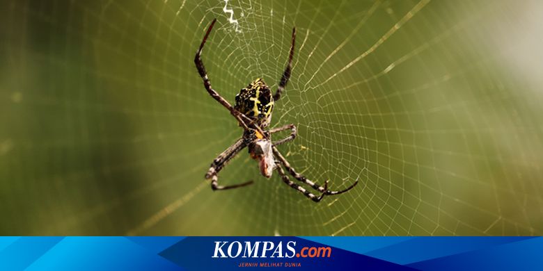Laba-laba Rupanya Bermanfaat bagi Kehidupan Manusia, Ini 7 Alasannya