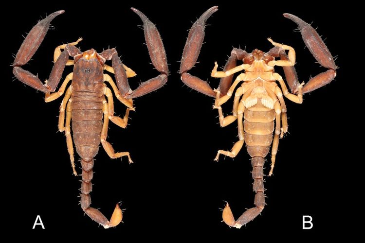 Spesies Baru Scorpiops Krachan: Kalajengking Mini yang Bisa Menyala!