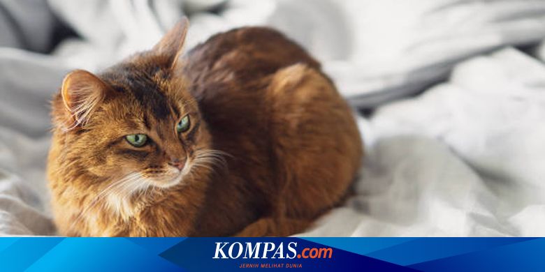 Kucing Sering Duduk Seperti Roti? Ini Makna Posisi Cat Loaf